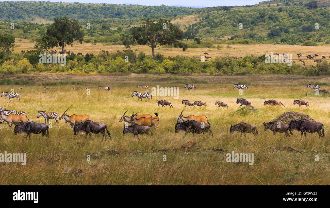 Maasai Mara National Reserve Stock Photo - Alamy