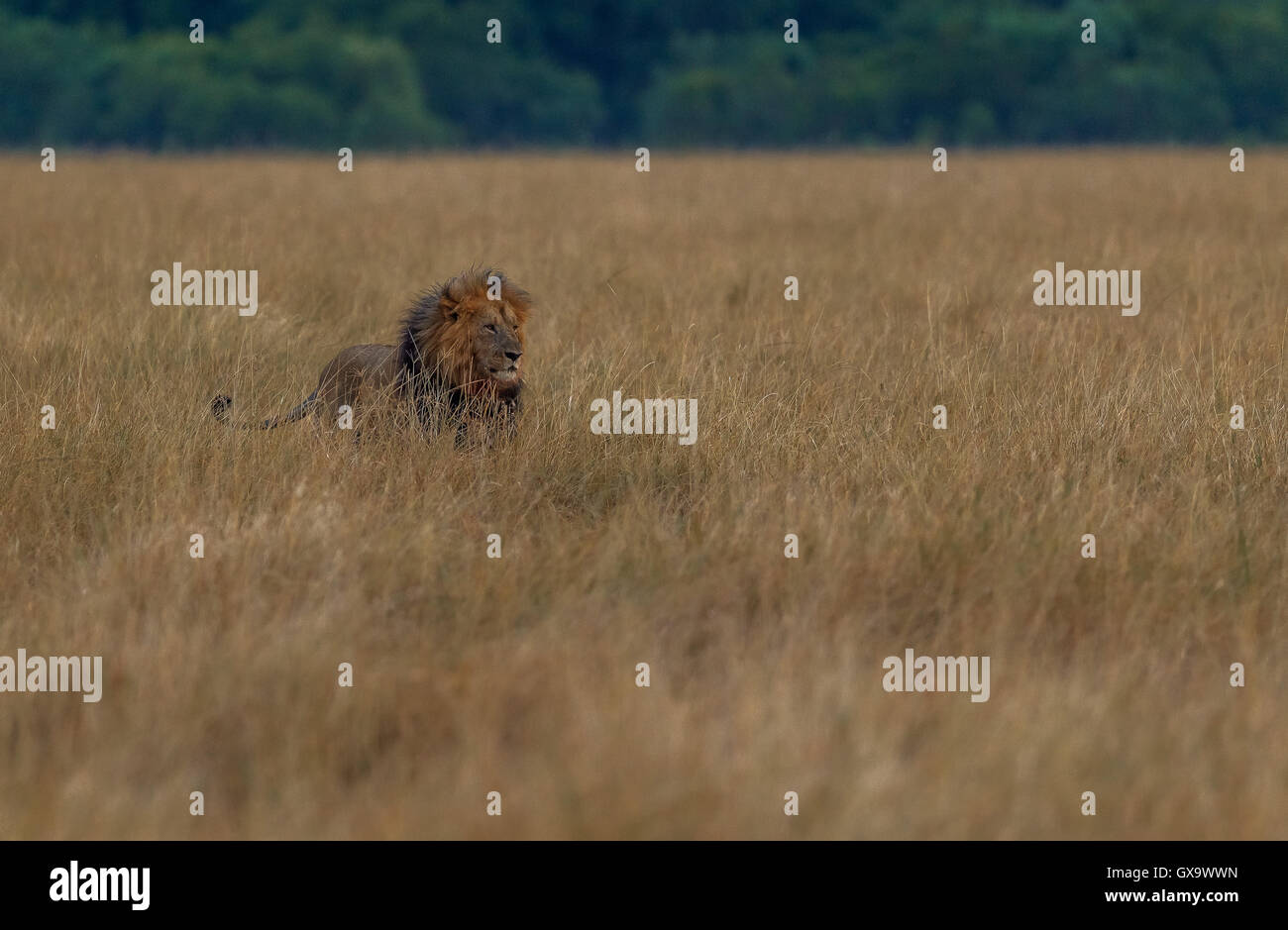 Hunting at dawn Stock Photo - Alamy