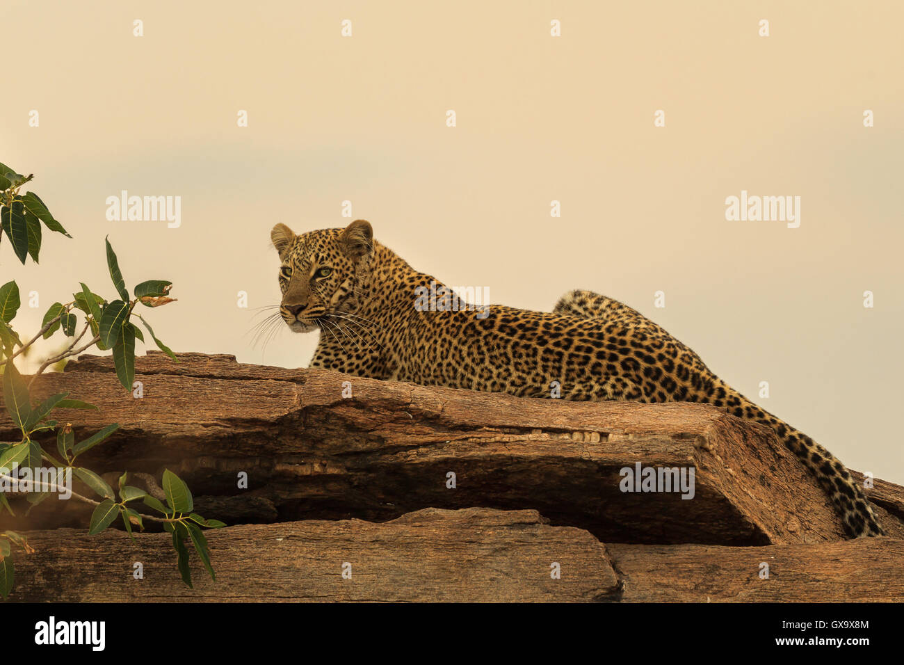 The leopard rock Stock Photo - Alamy