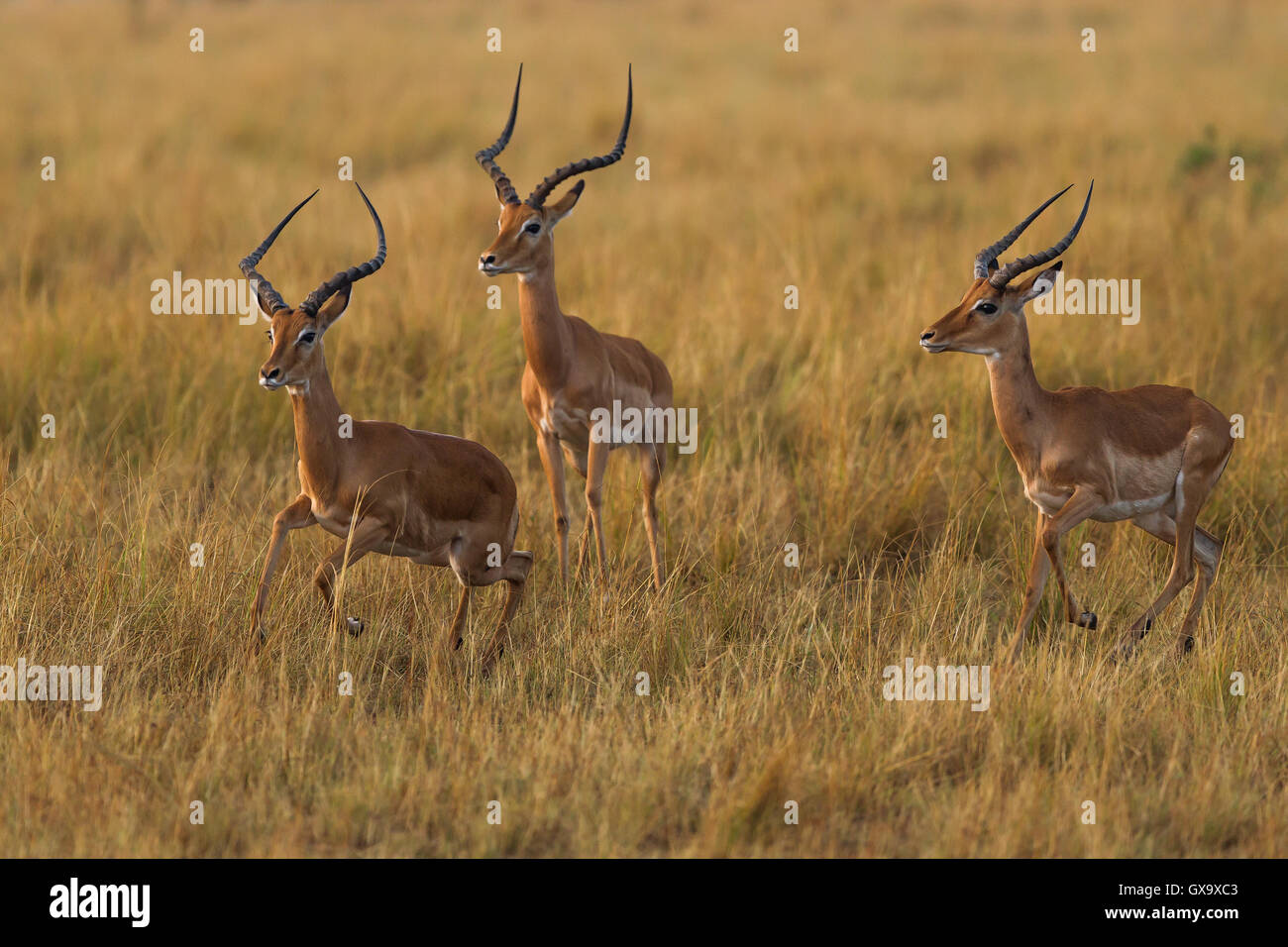 German zoologist hinrich lichtenstein hi-res stock photography and ...