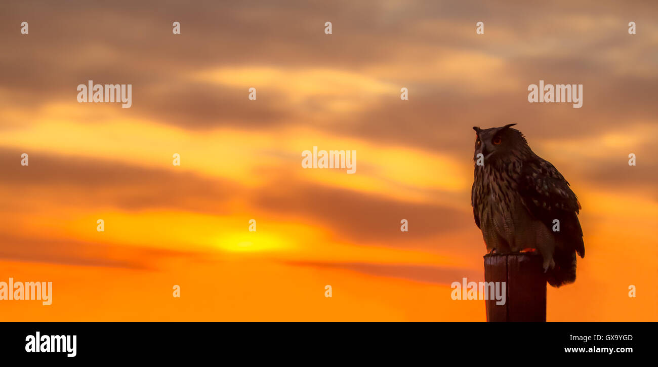 One of the largest living owls hi-res stock photography and images - Alamy