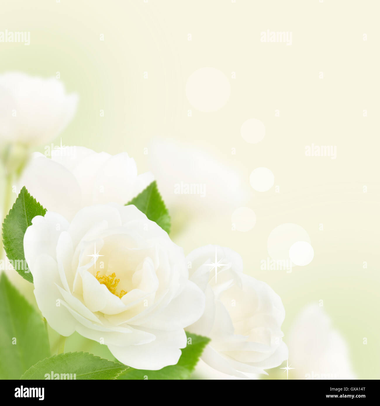 White roses bouquet on the blurred background Stock Photo - Alamy