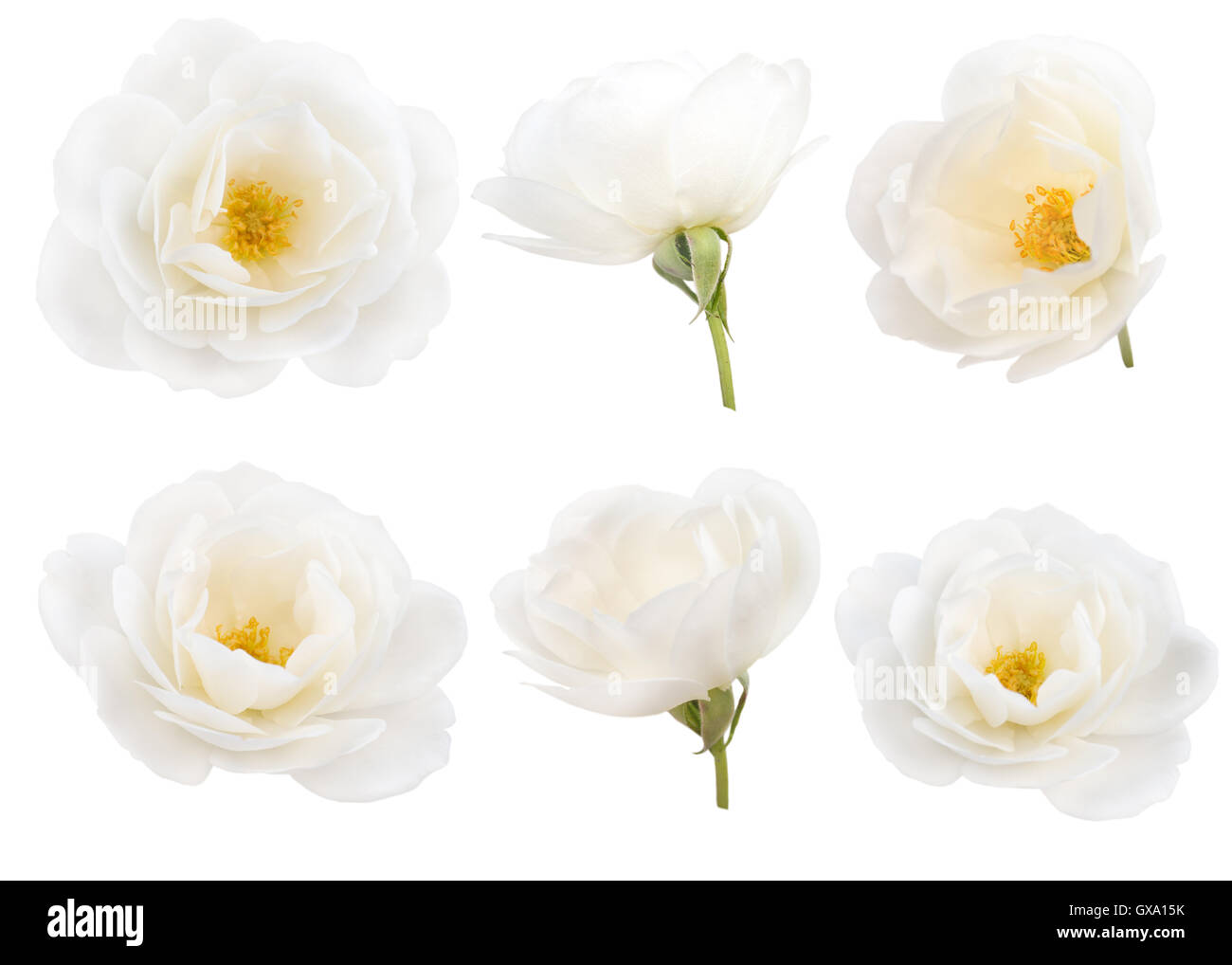 Rose set hi-res stock photography and images - Alamy