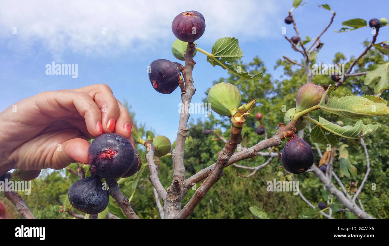 Hand picking of ripe figs Stock Photo - Alamy