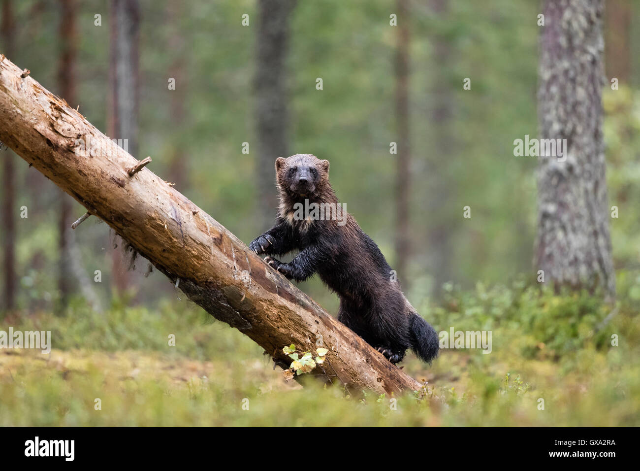 Wolverine animal with prey hi-res stock photography and images - Alamy