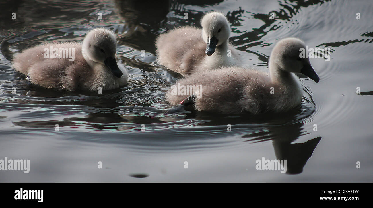 Happy swan hi-res stock photography and images - Alamy