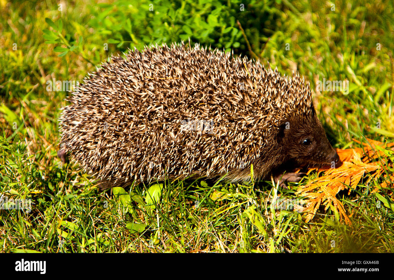 Hedgehog ear hi-res stock photography and images - Alamy