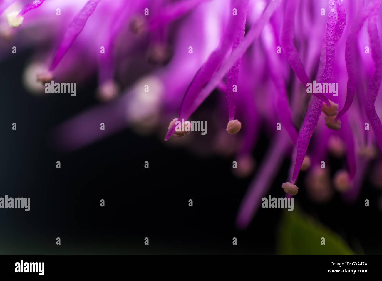 Micro of flower hi-res stock photography and images - Alamy