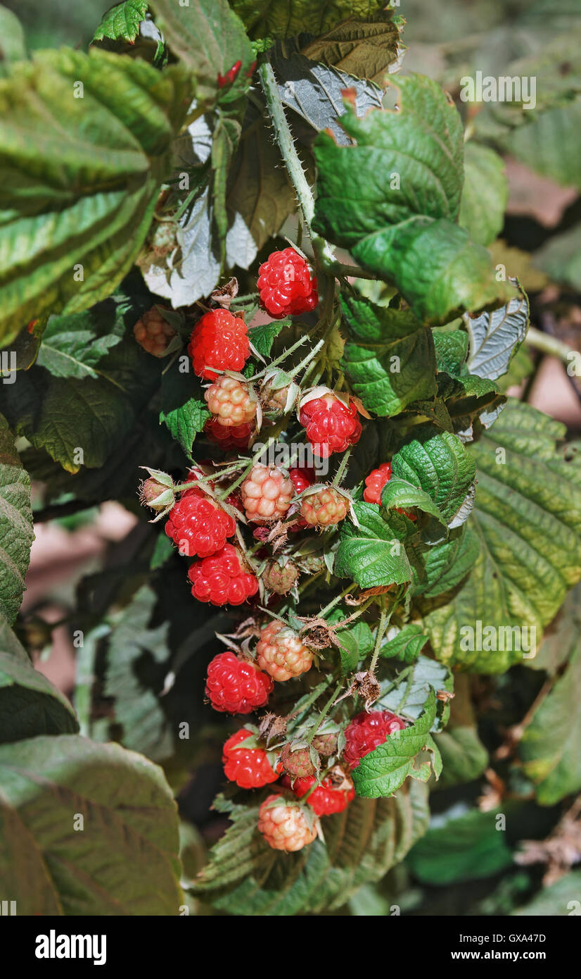 Raspberries growing hi-res stock photography and images - Alamy