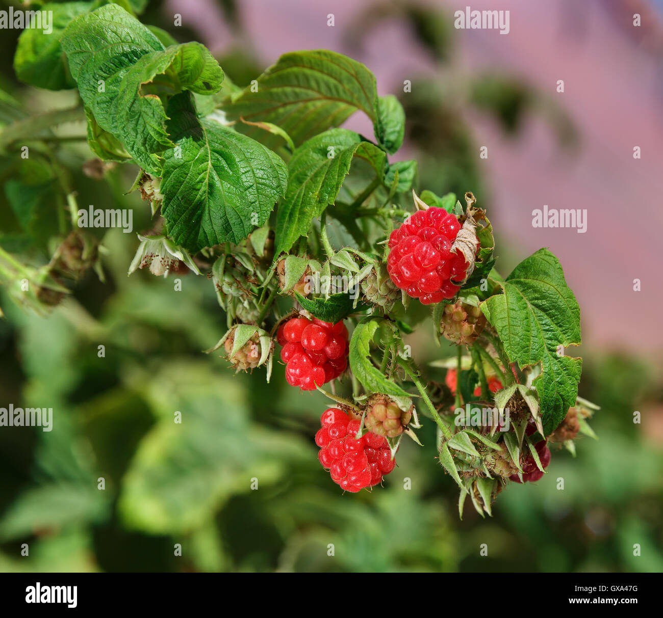 Raspberries growing hi-res stock photography and images - Alamy