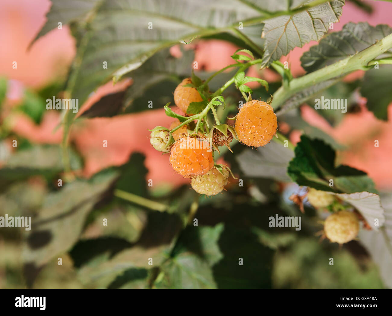 Growi hi-res stock photography and images - Alamy