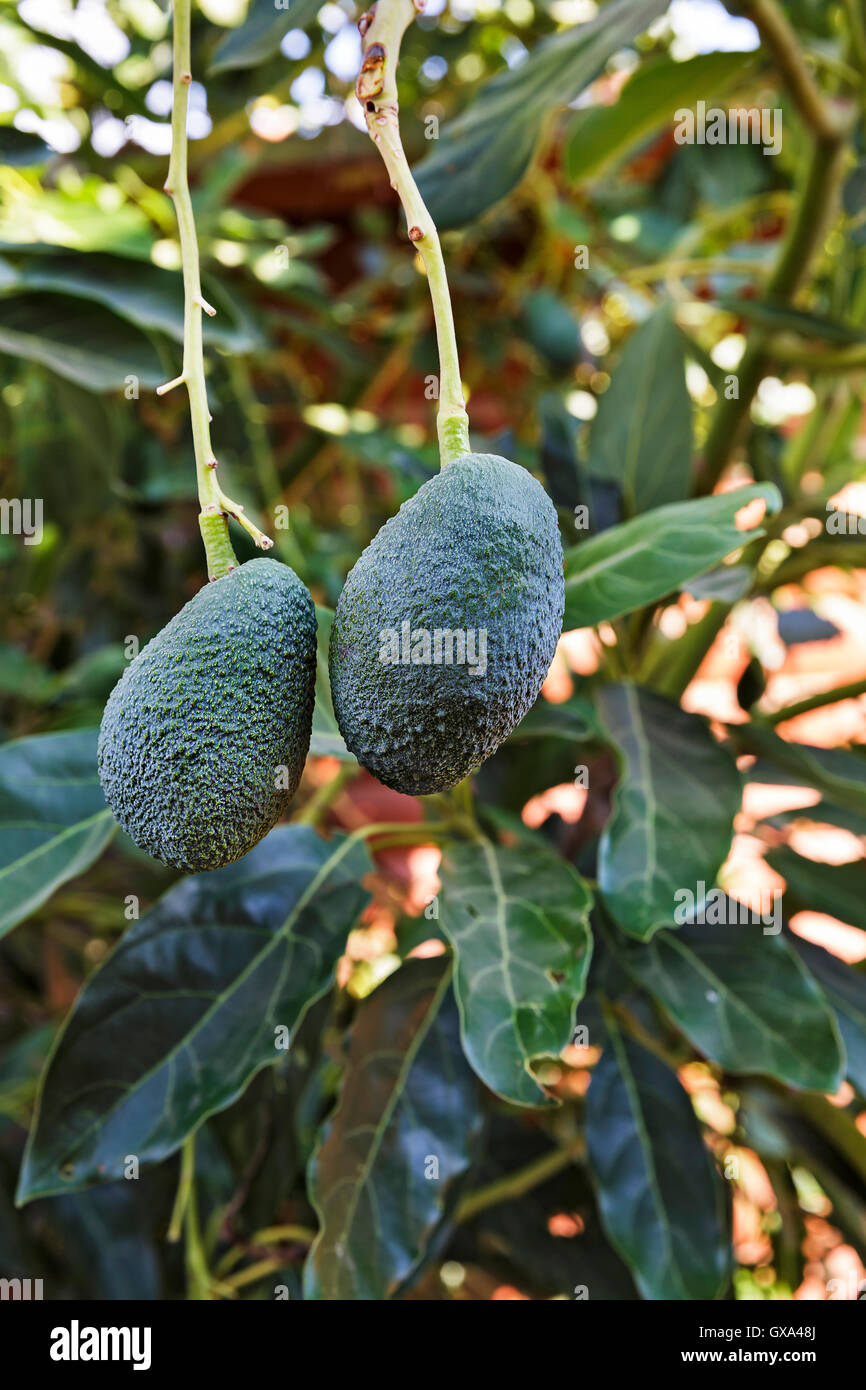Closeup group avocados on tree hi-res stock photography and images - Alamy