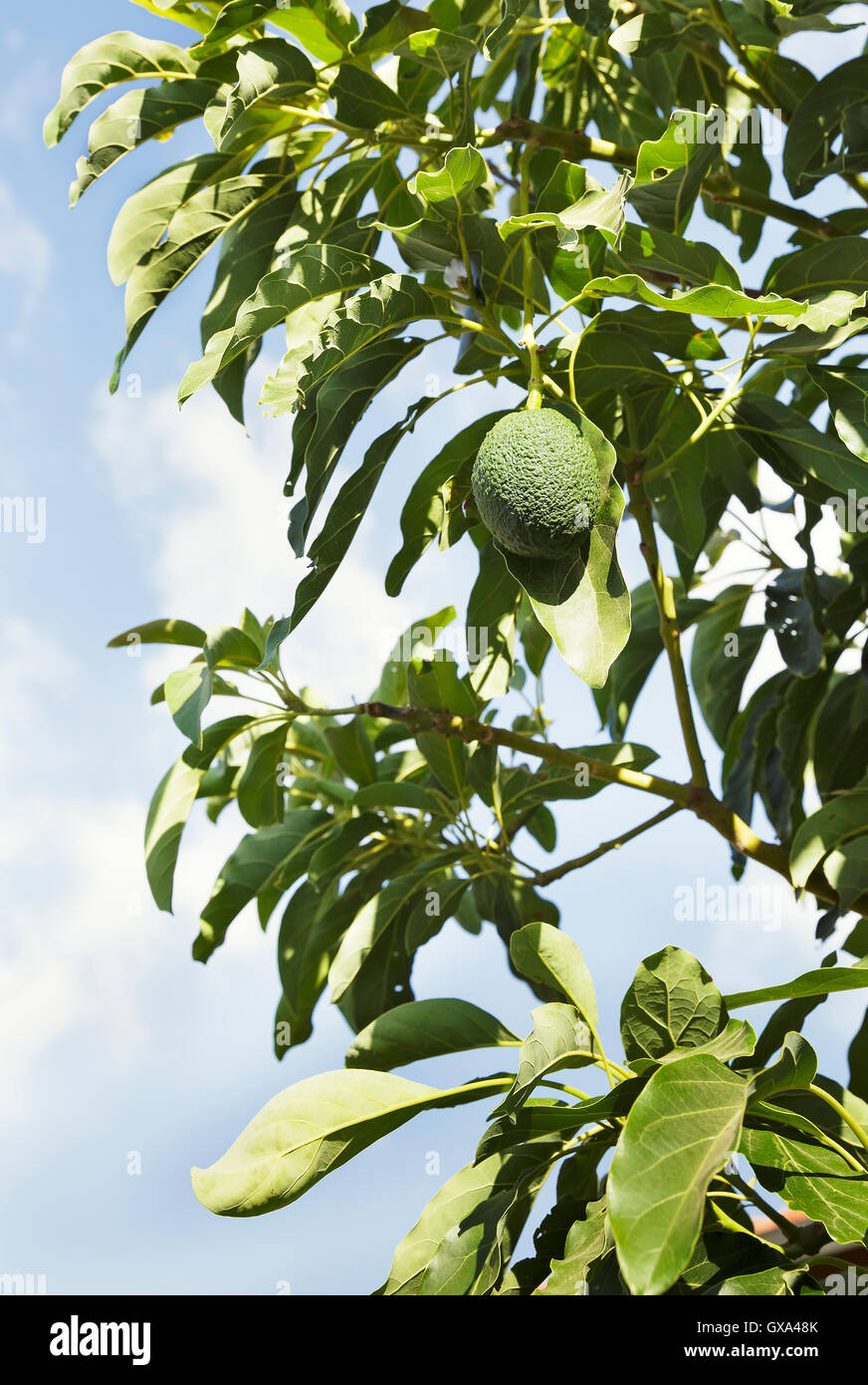 Tropical fruit avocado hi-res stock photography and images - Alamy