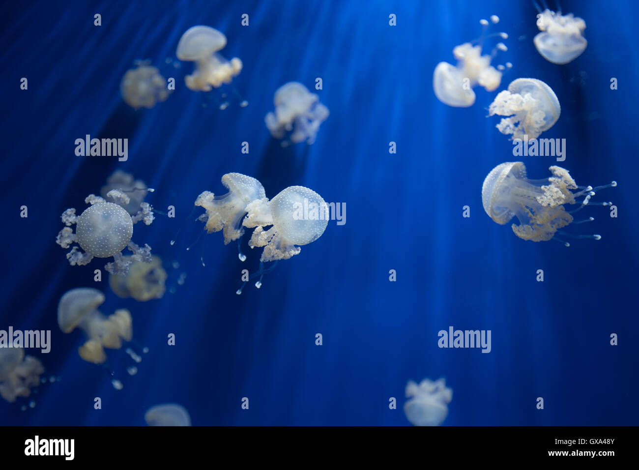 medusa jellyfish underwater diving photo egypt red sea Stock Photo - Alamy