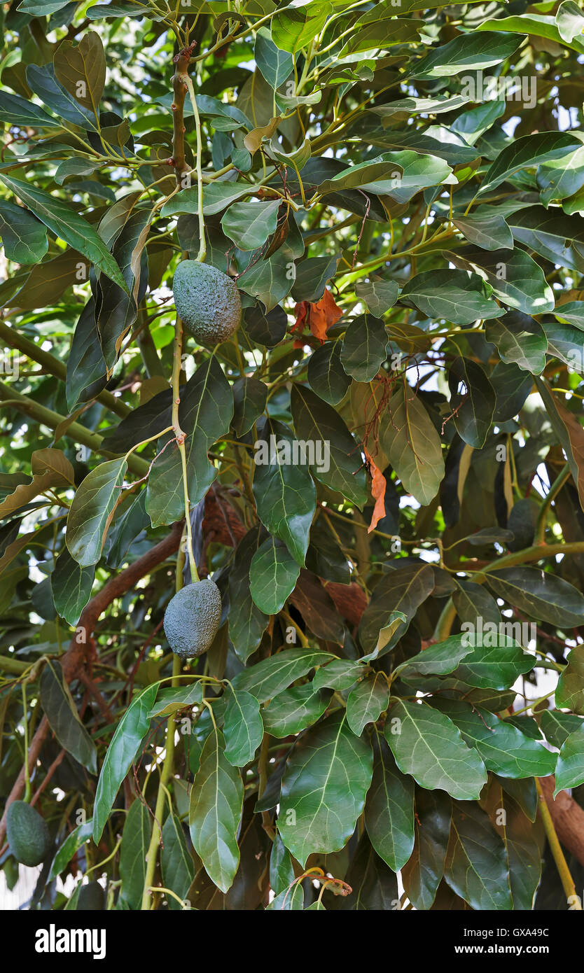 Avocados on the tree hi-res stock photography and images - Alamy