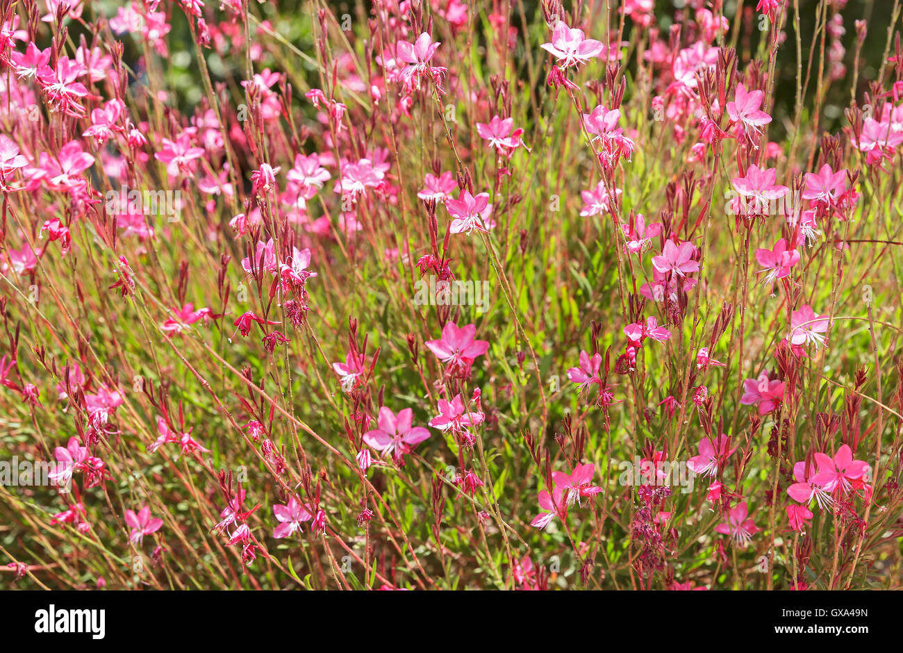 Pink wild flowers hi-res stock photography and images - Alamy