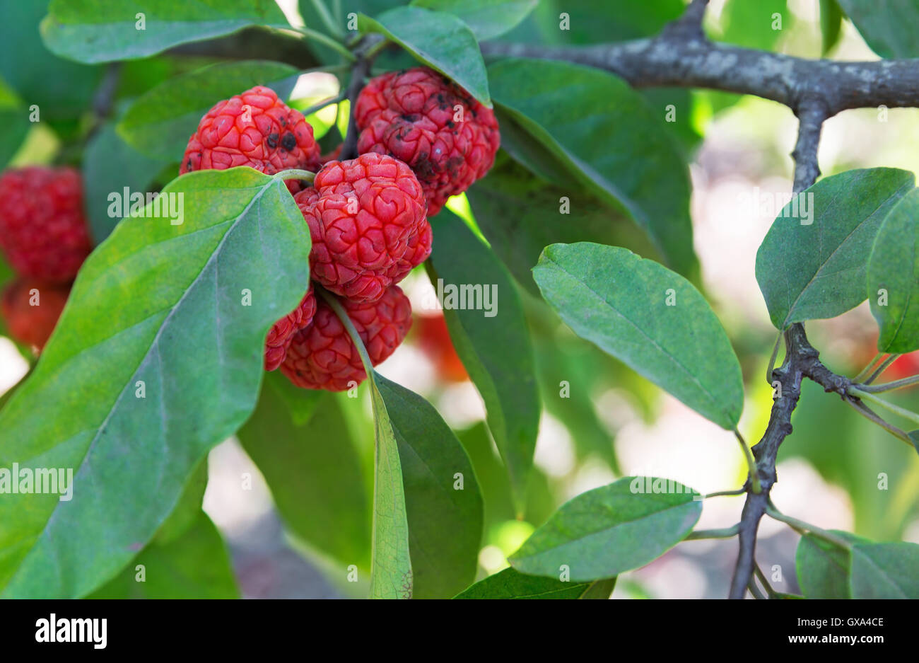 Beautiful taste hi-res stock photography and images - Alamy