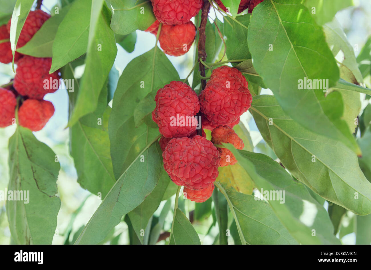 Kudraniya hi-res stock photography and images - Alamy