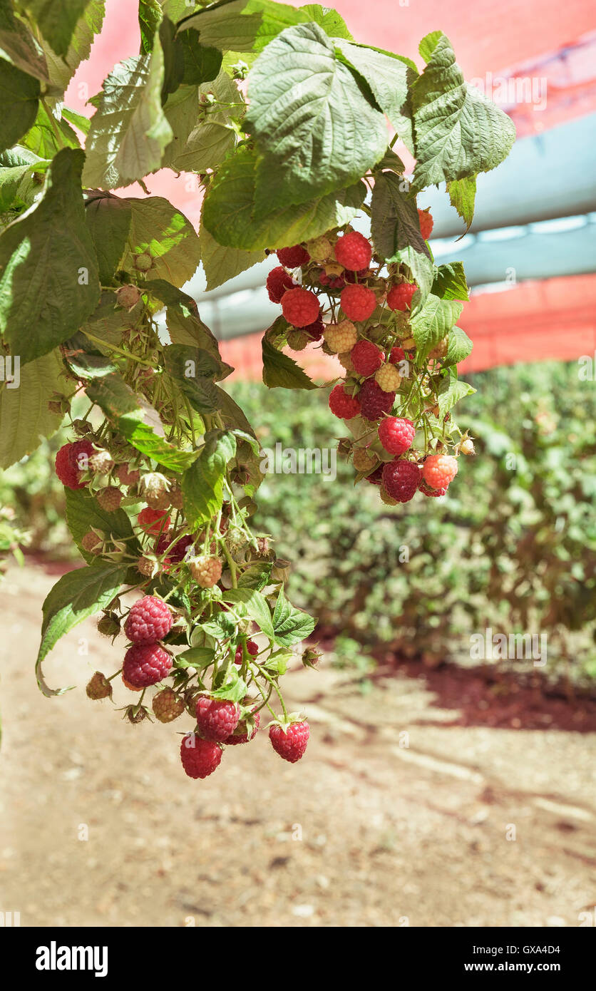 Red raspberries growing in the garden Stock Photo - Alamy