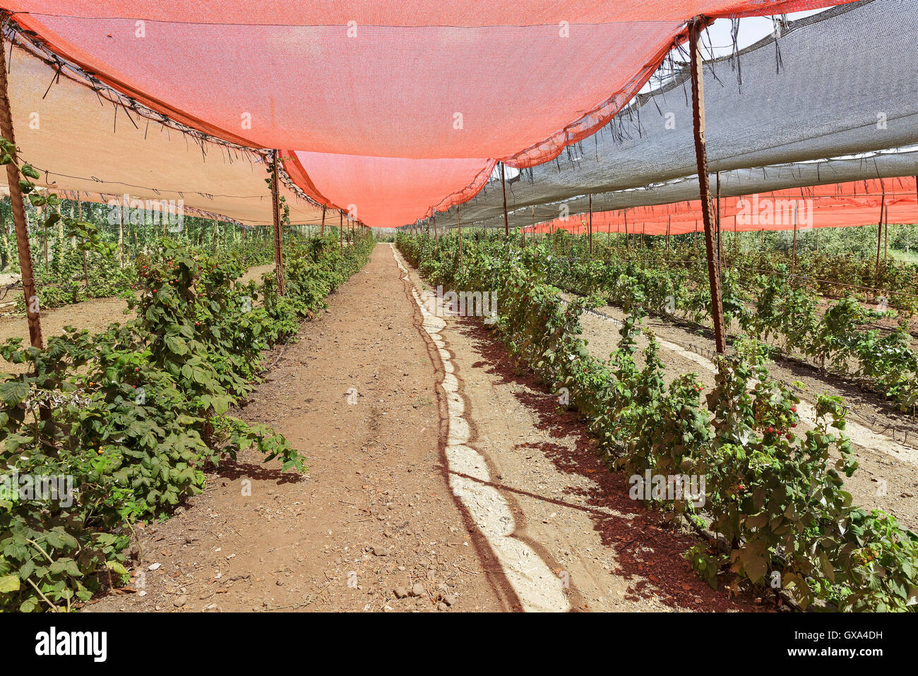 Raspberry bushes hi-res stock photography and images - Alamy