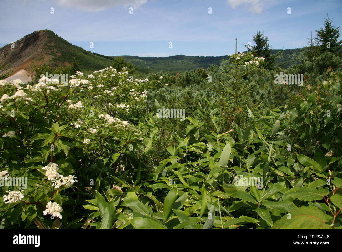 Kunasir Kurils islands Rocks Russia Stock Photo - Alamy