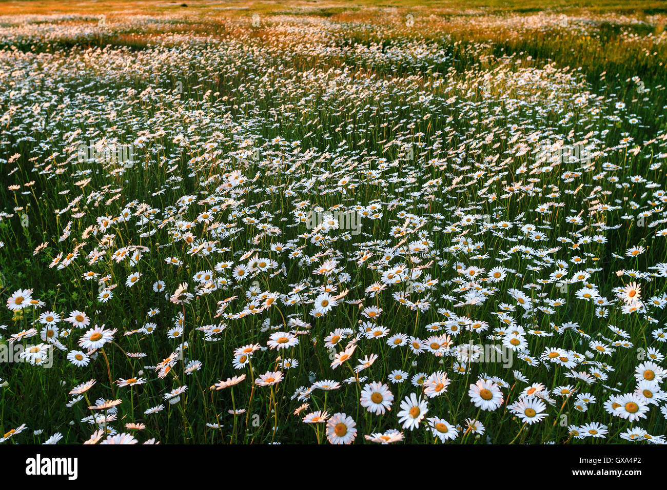 Field of wild daisies Stock Photo - Alamy