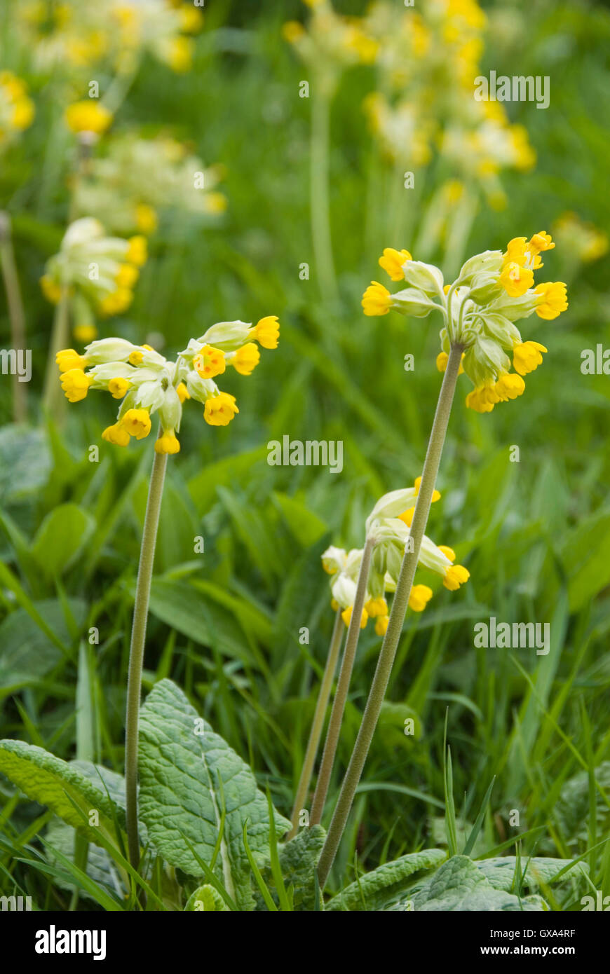 Cowslip hi-res stock photography and images - Alamy