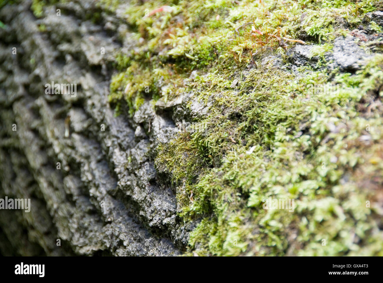 Moss grows on a fallen tree trunk in the forest : nature close up Stock ...