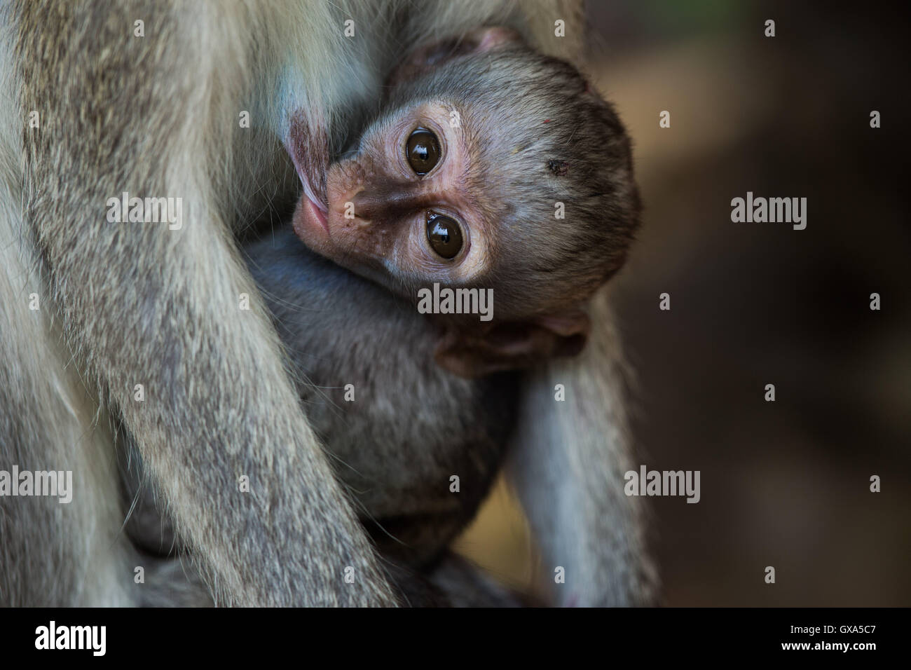 The vervet monkey Stock Photo - Alamy