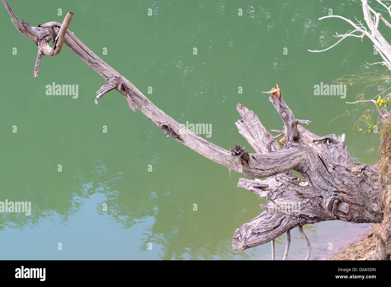Dead tree over river hi-res stock photography and images - Alamy