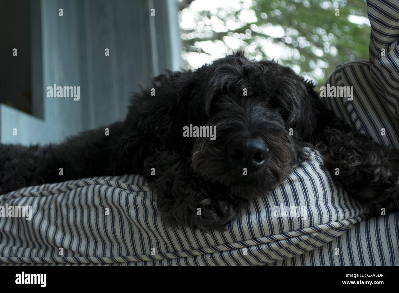 Labradoodle On Couch High Resolution Stock Photography and Images - Alamy