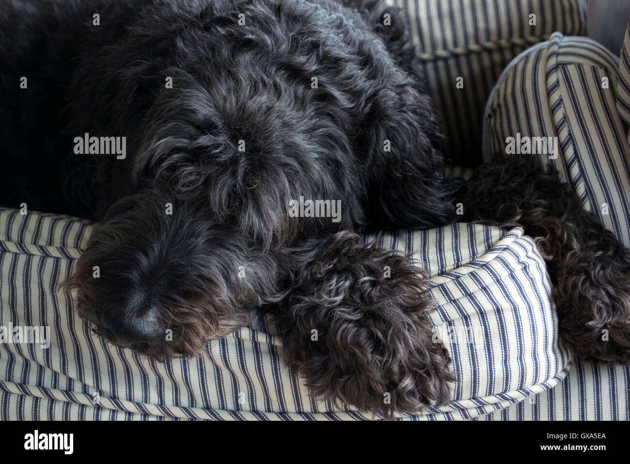 Labradoodle On Couch High Resolution Stock Photography and Images - Alamy