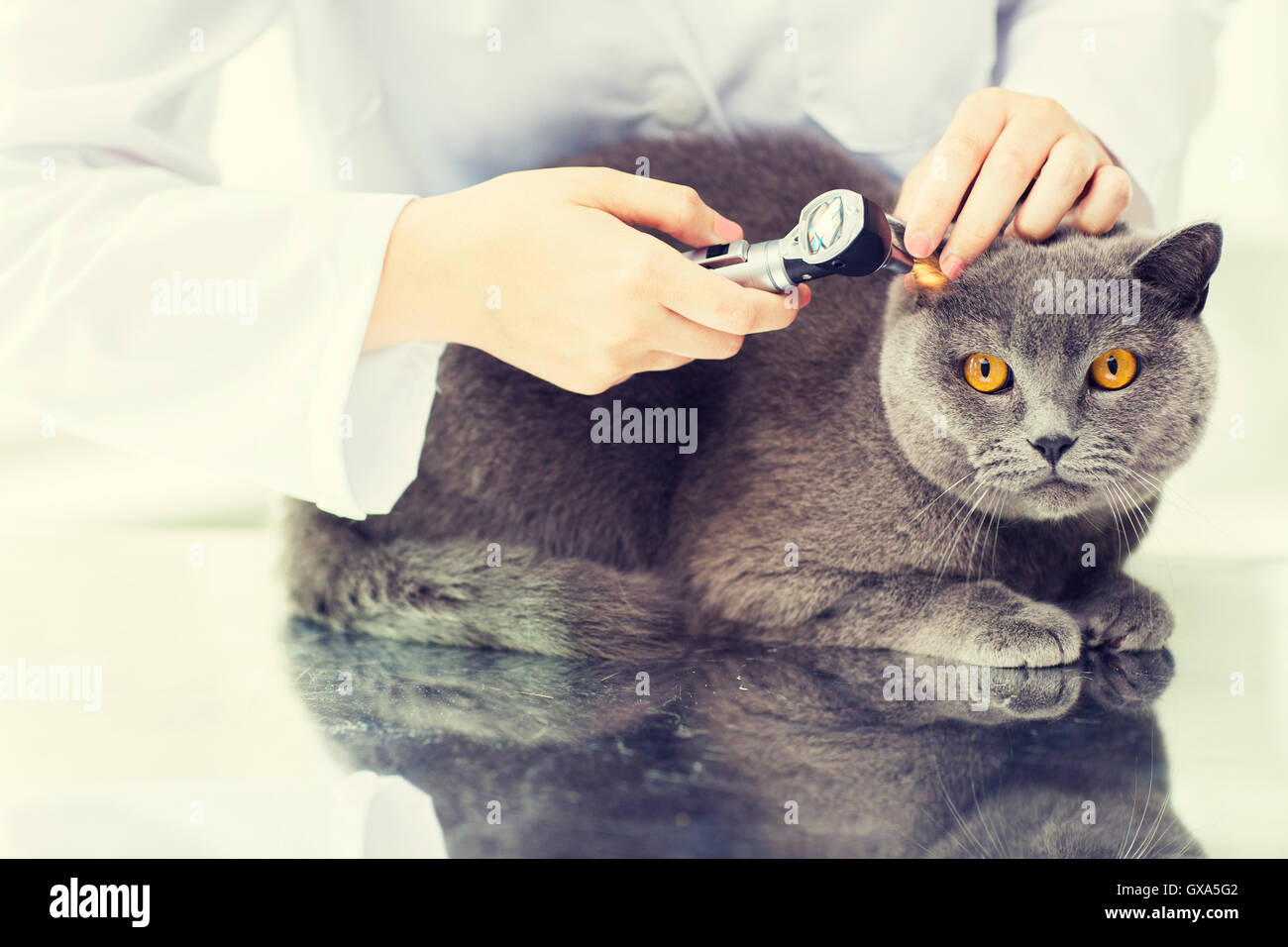 close up of vet with otoscope and cat at clinic Stock Photo - Alamy