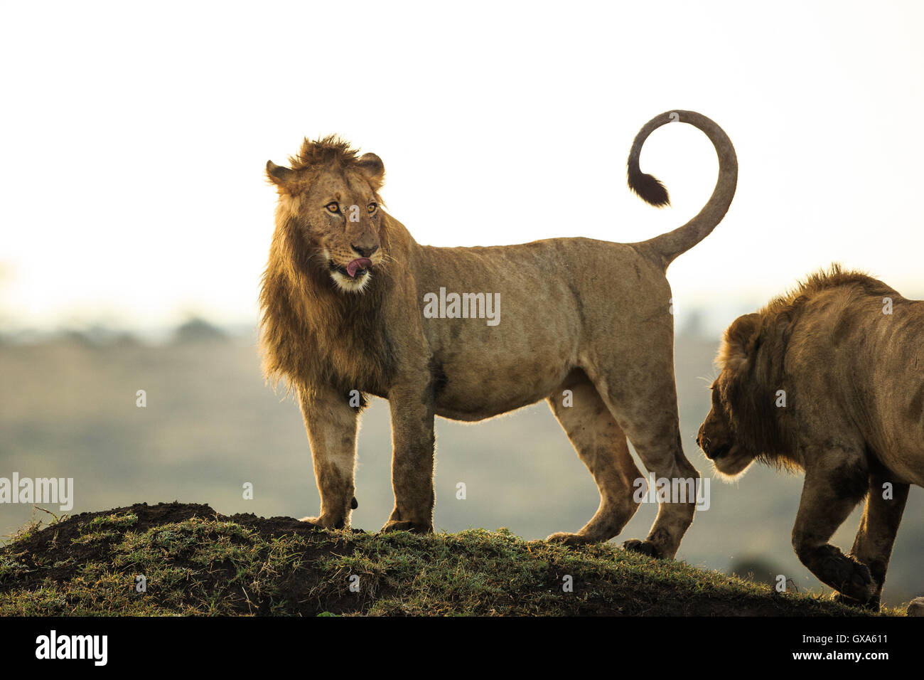 Two lion brother meet Stock Photo - Alamy