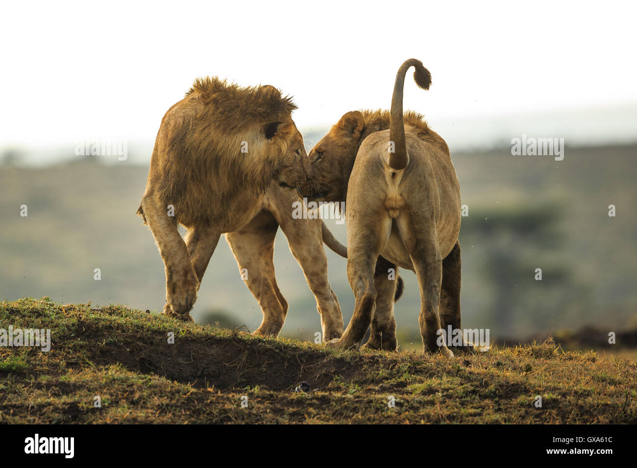Two lion brother meet Stock Photo - Alamy