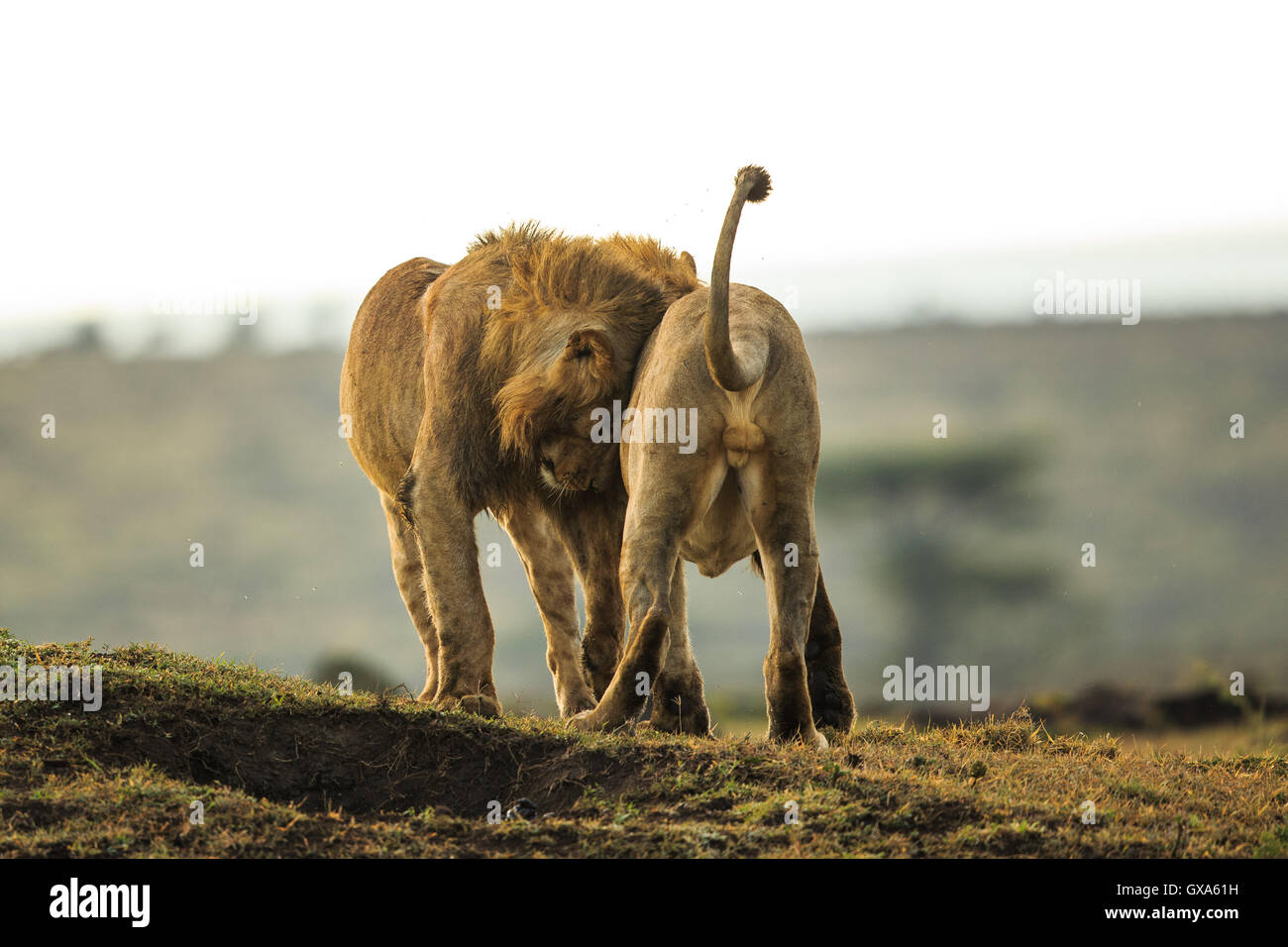 Two lion brother meet Stock Photo - Alamy