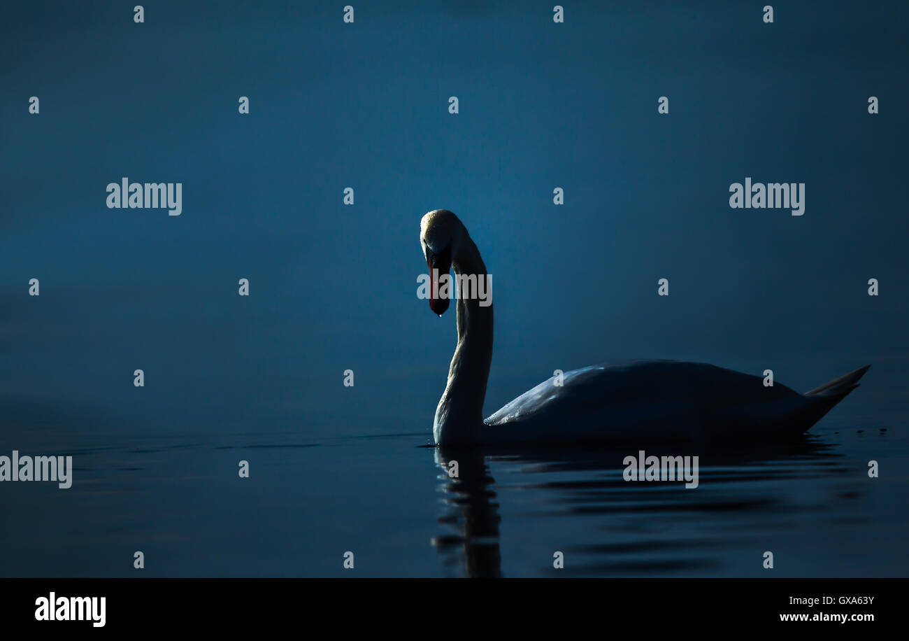 Swan in the blue Stock Photo - Alamy