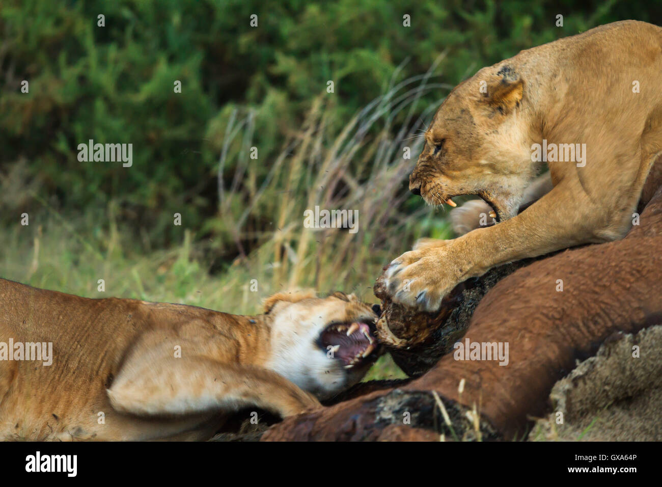 Elephant lion fight hi-res stock photography and images - Alamy