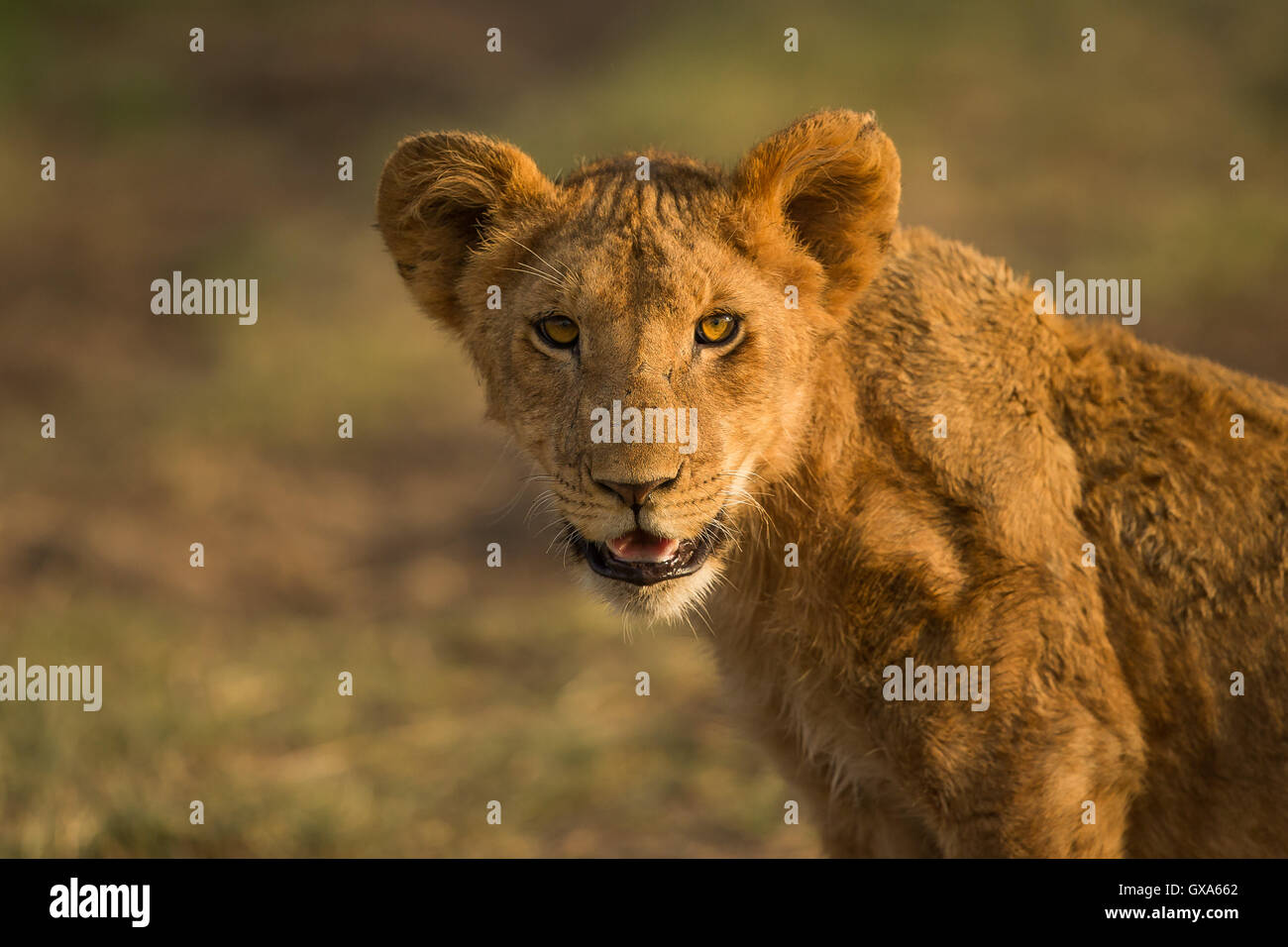 Bub hi-res stock photography and images - Alamy