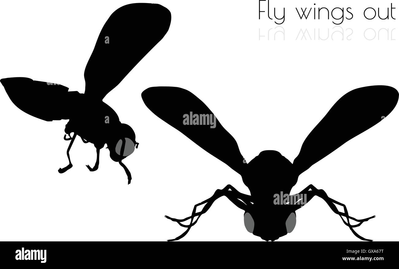 EPS 10 vector illustration of fly on white background Stock Vector ...
