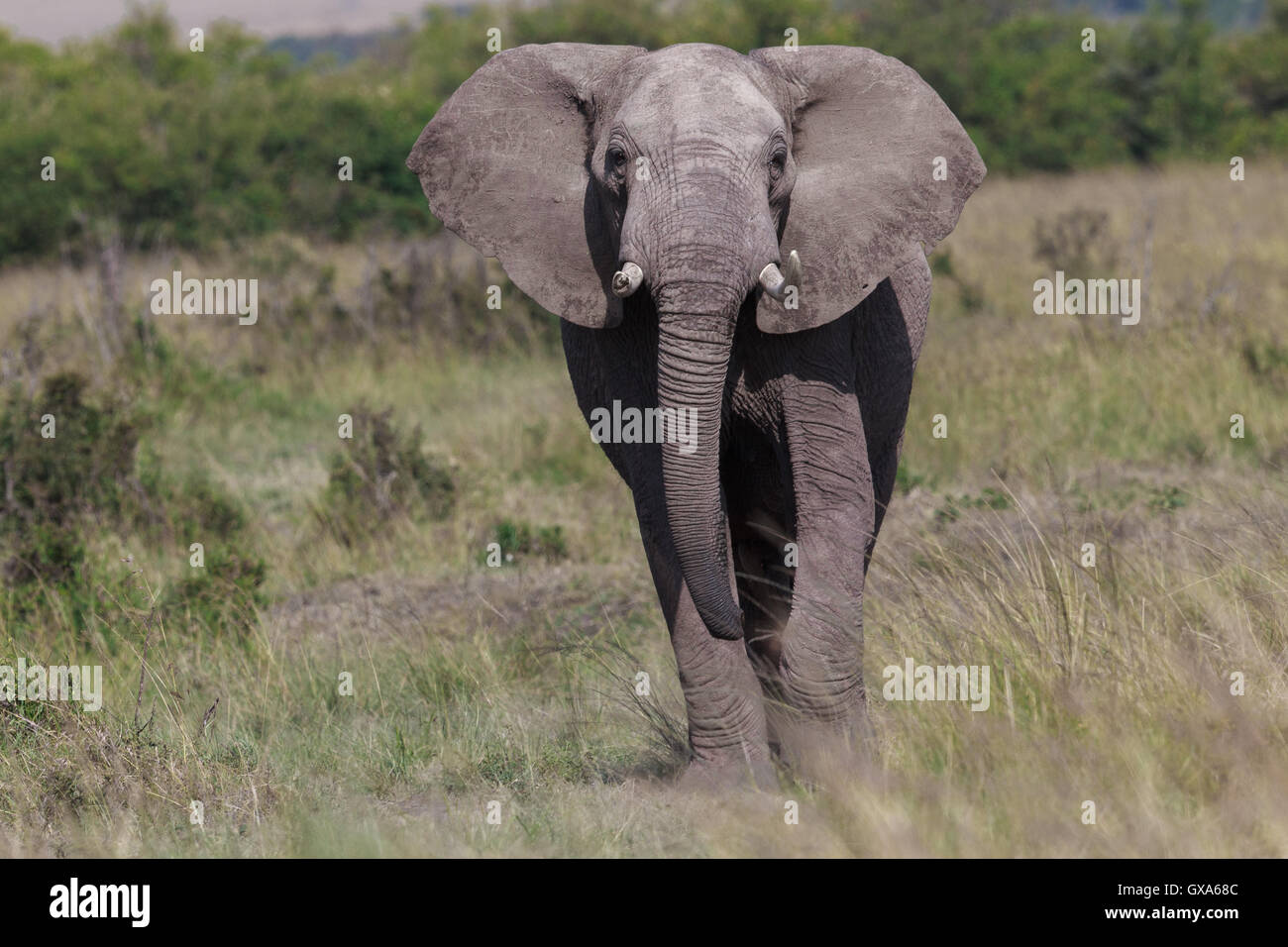 Elephant memory hi-res stock photography and images - Alamy