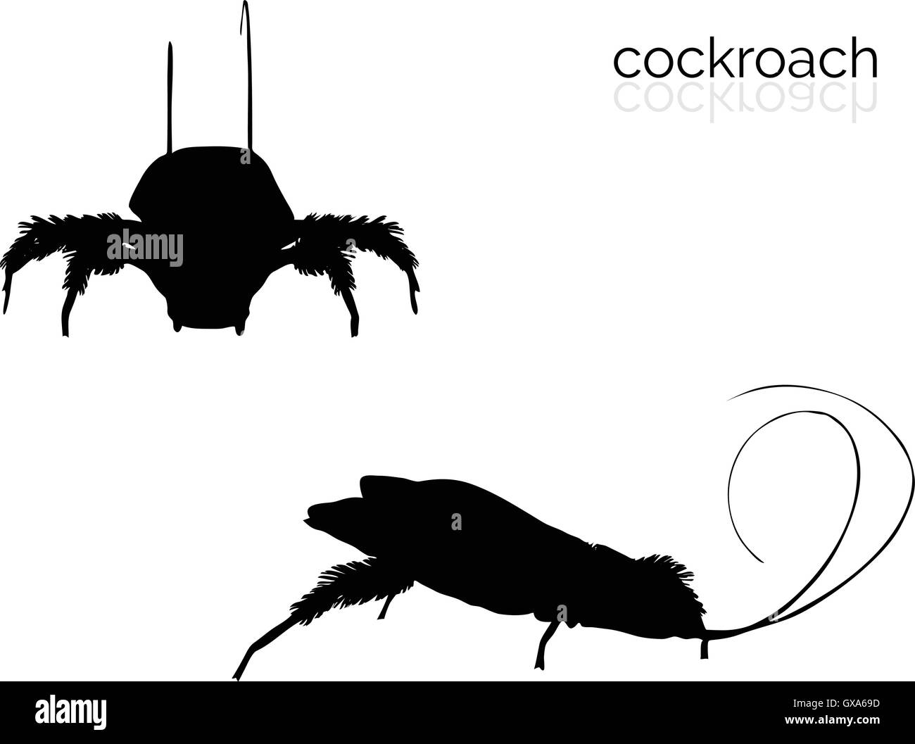 EPS 10 vector illustration of cockroach on white background Stock ...