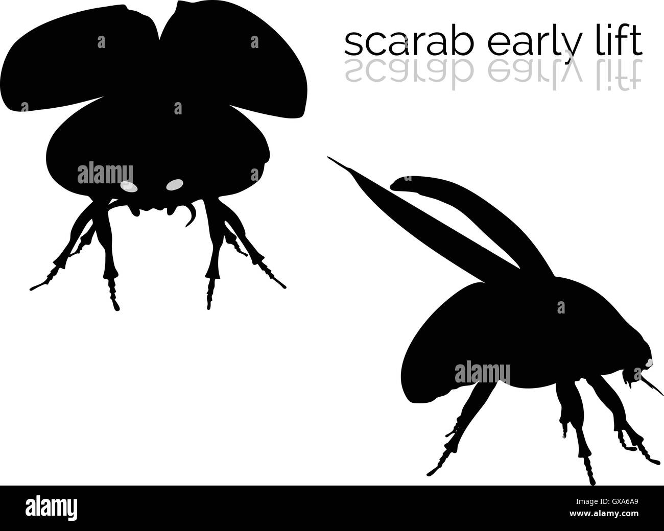 EPS 10 vector illustration of scarab on white background Stock Vector ...