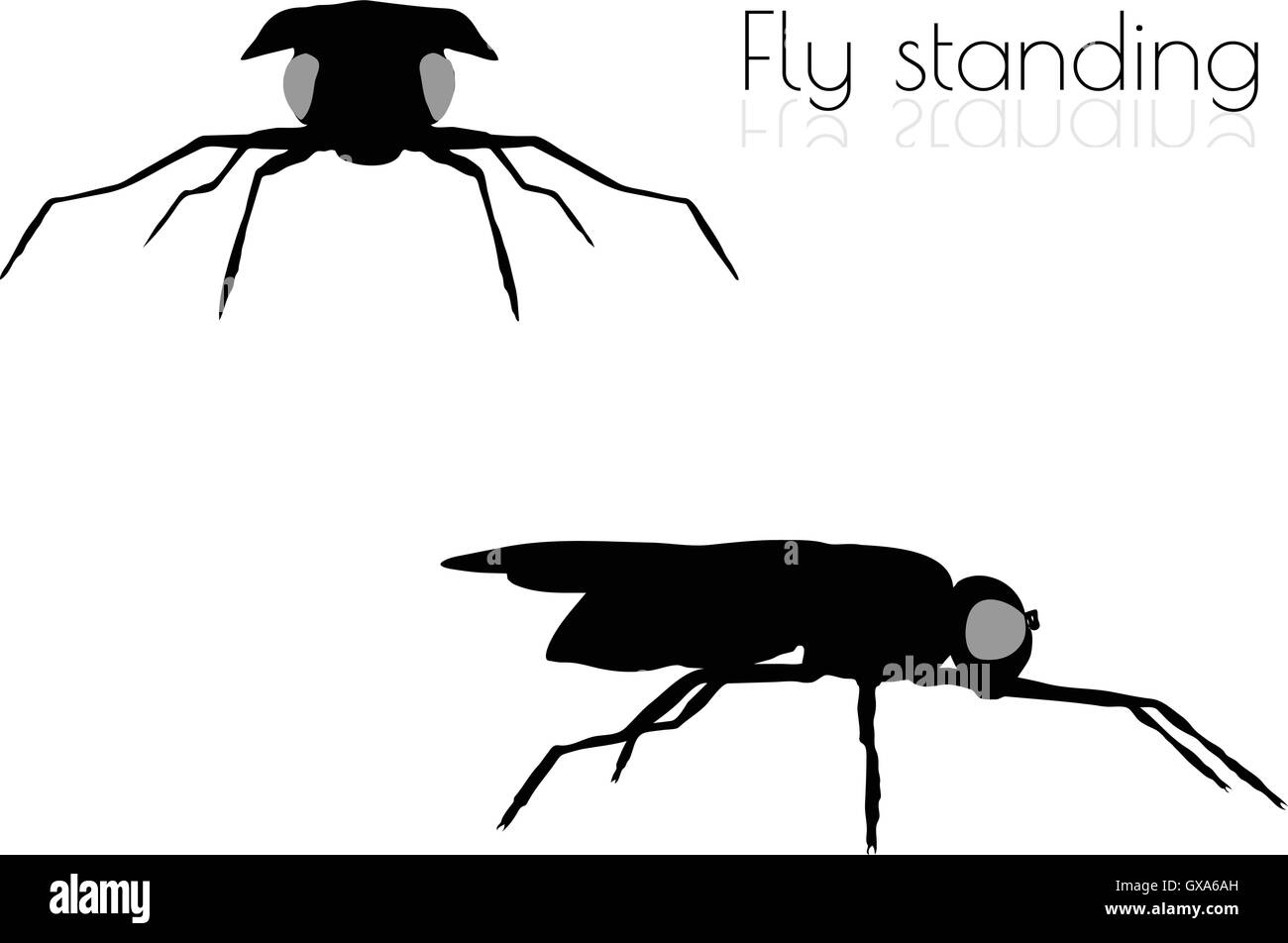 Two winged insects Black and White Stock Photos & Images - Alamy