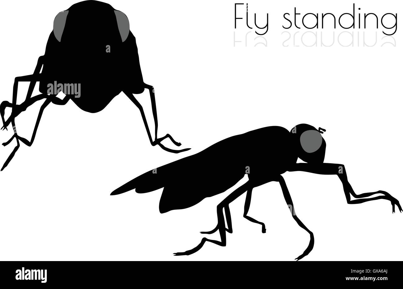 EPS 10 vector illustration of fly on white background Stock Vector ...