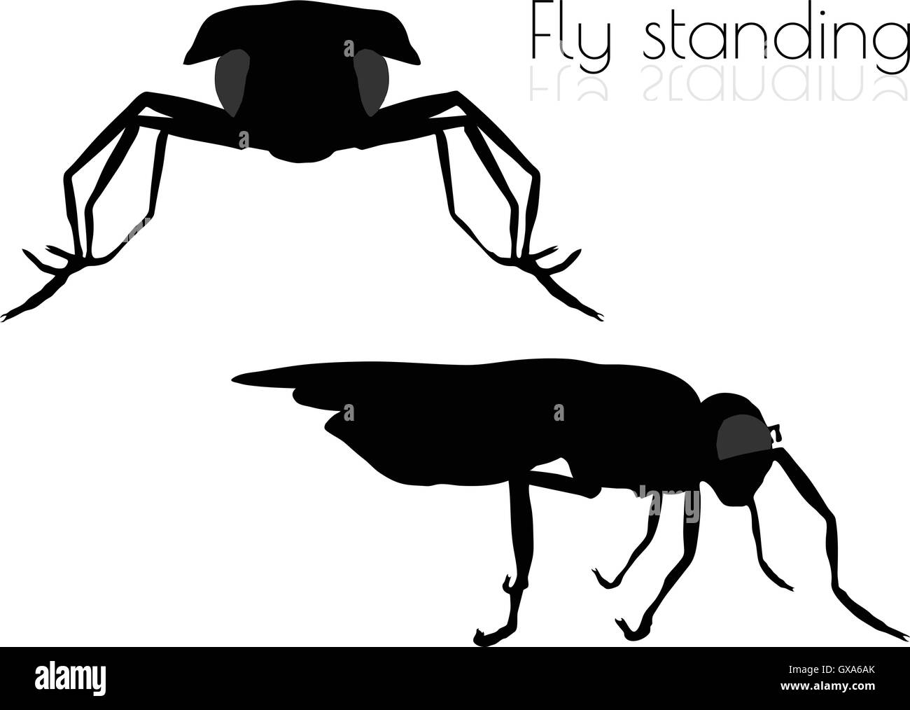EPS 10 vector illustration of fly on white background Stock Vector ...