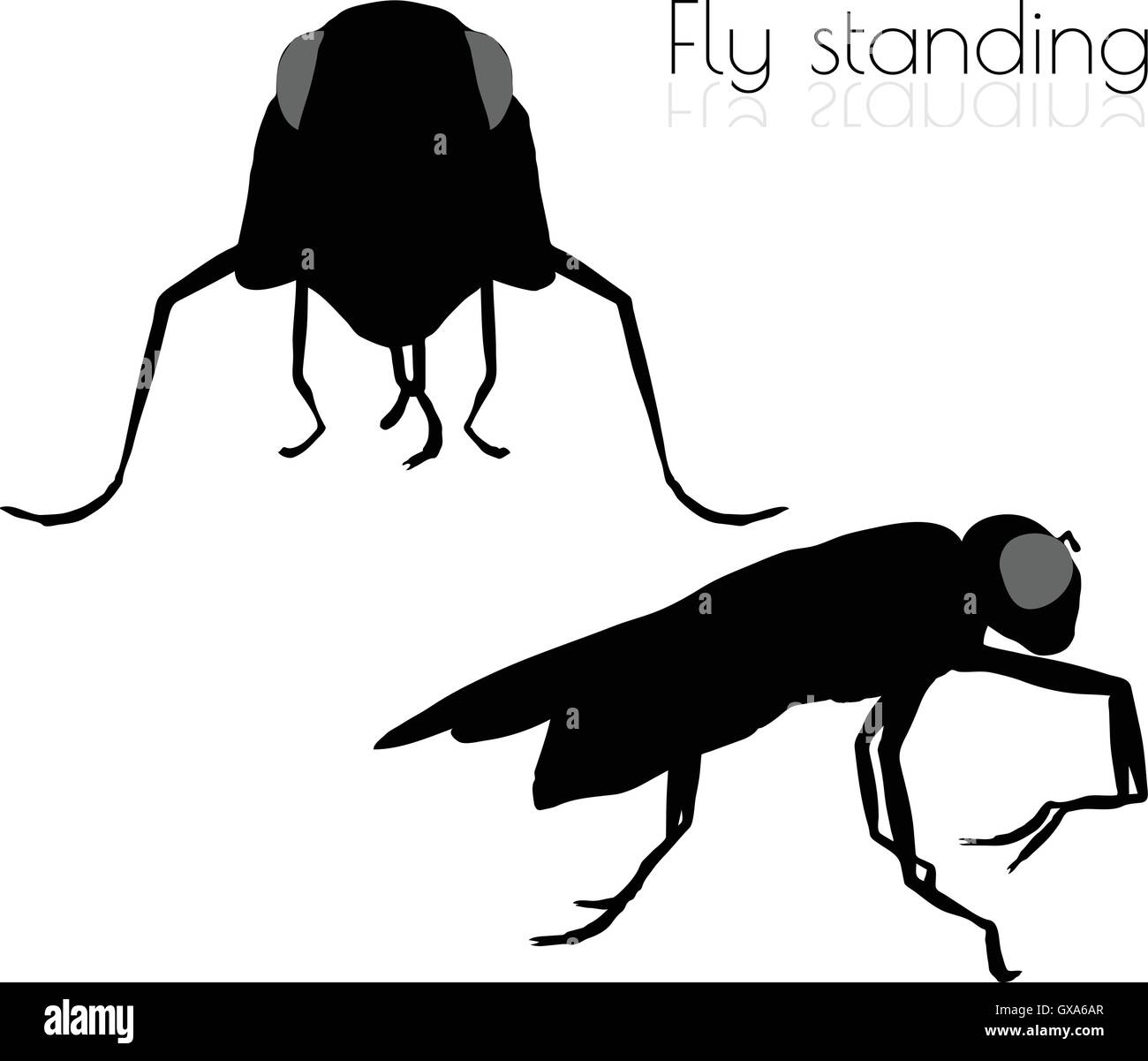 EPS 10 vector illustration of fly on white background Stock Vector ...