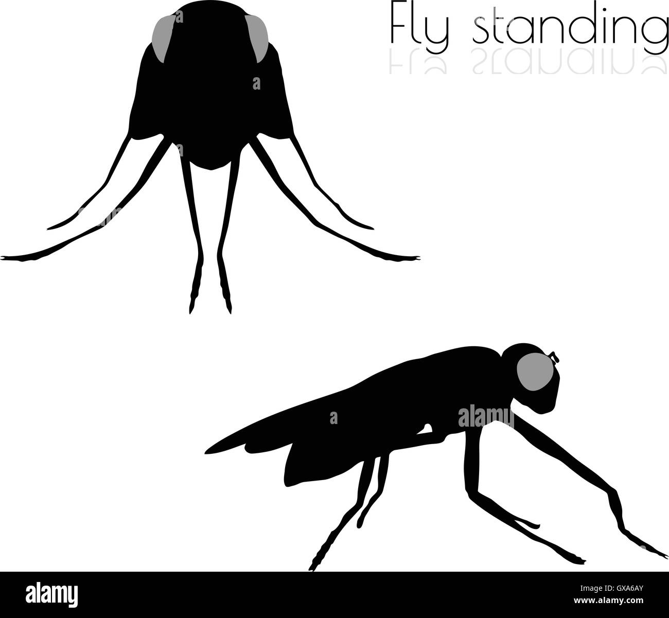 EPS 10 vector illustration of fly on white background Stock Vector ...