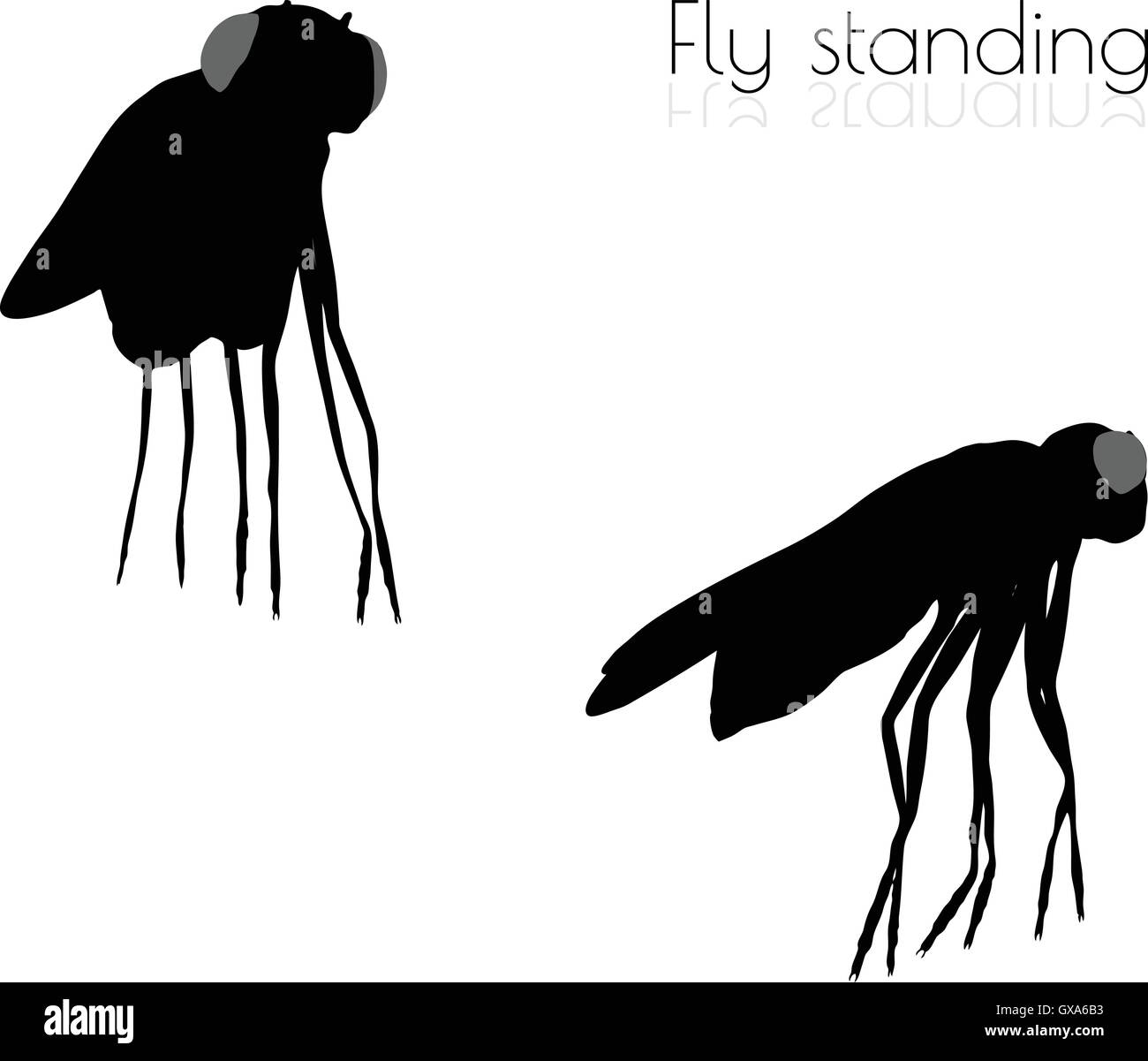 EPS 10 vector illustration of fly on white background Stock Vector ...