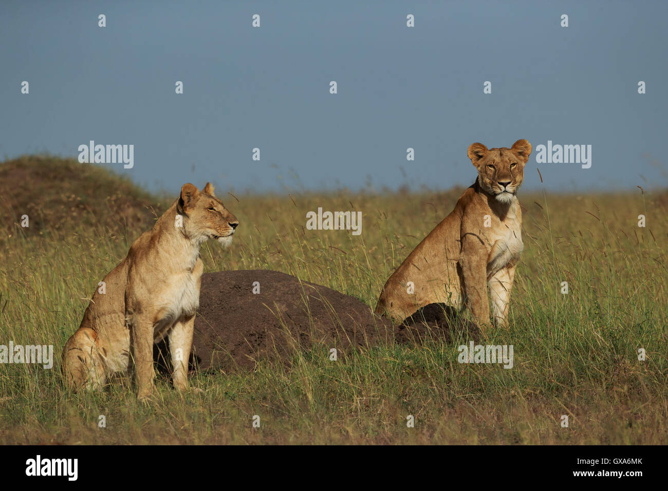 Savannah , lion , hunting hi-res stock photography and images - Alamy